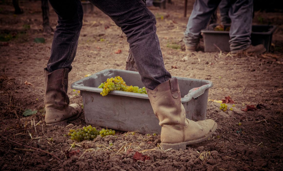 Portfolios Archive - Page 2 of 4 - Eola-Amity Hills