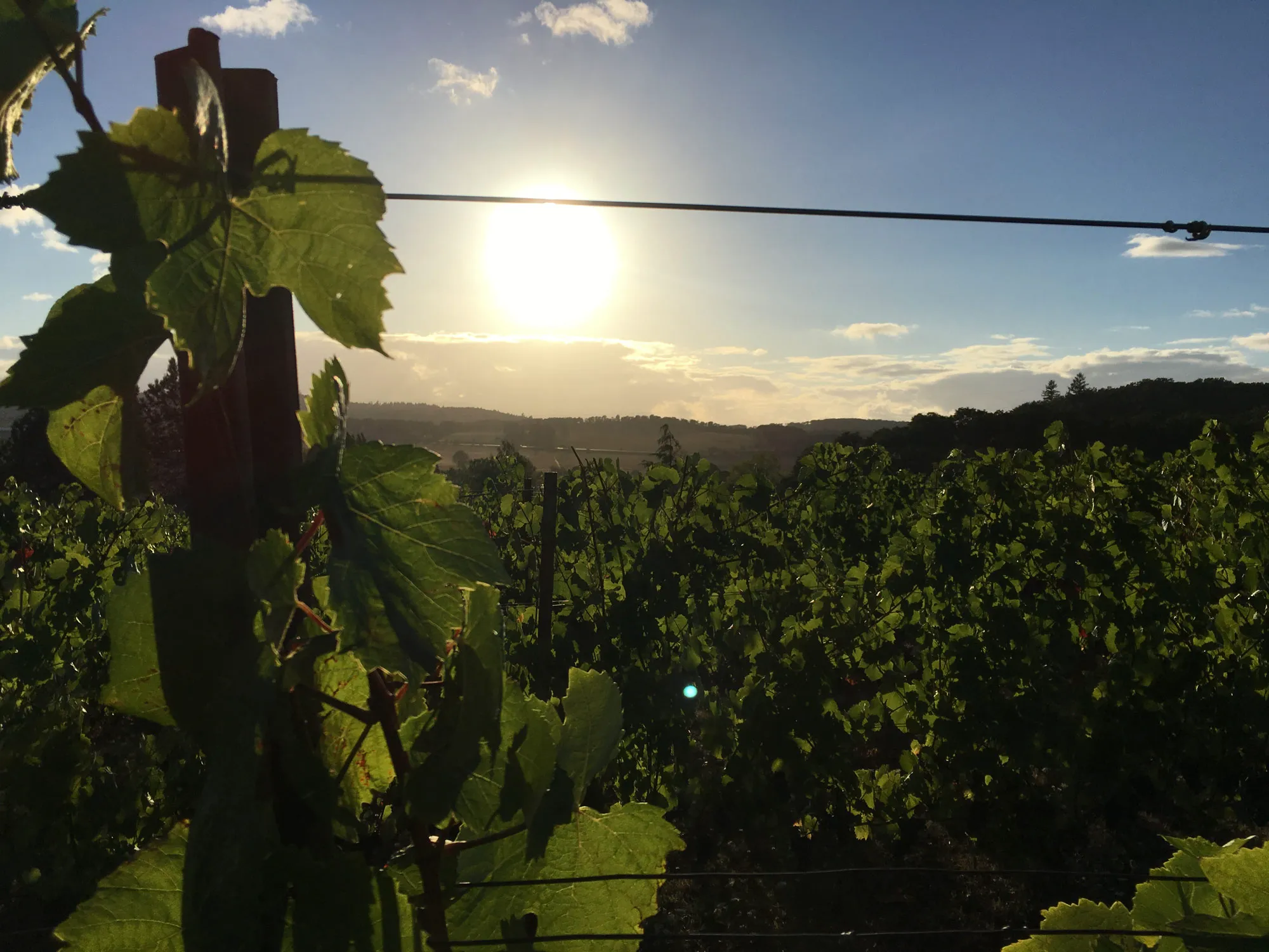 Vincent Wine Company - Eola-Amity Hills AVA