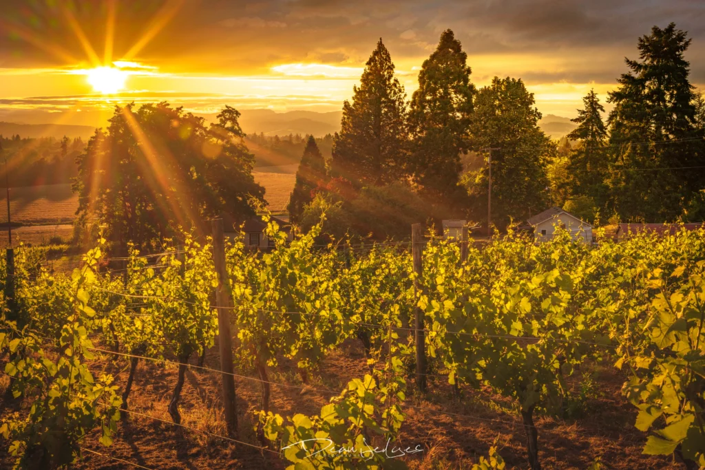 Kristin Hill Winery - Eola-Amity Hills AVA